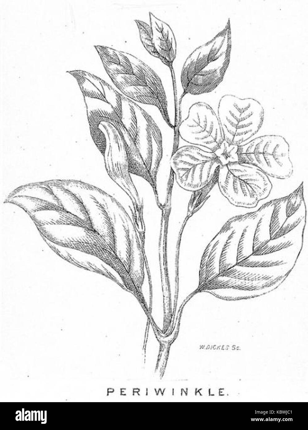 Periwinkle Black and White Stock Photos & Images - Alamy
