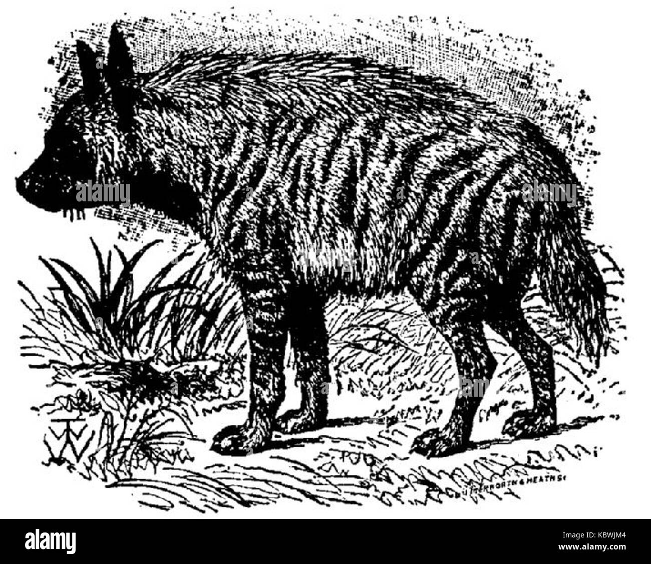 EB1911 Striped Hyena Stock Photo - Alamy