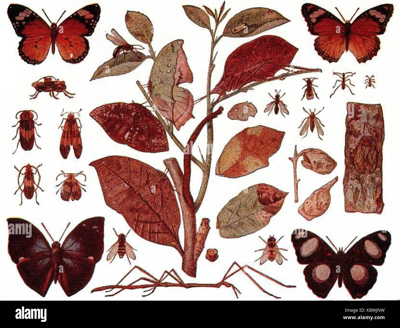 Protective Mimicry Among Insects crop Stock Photo - Alamy