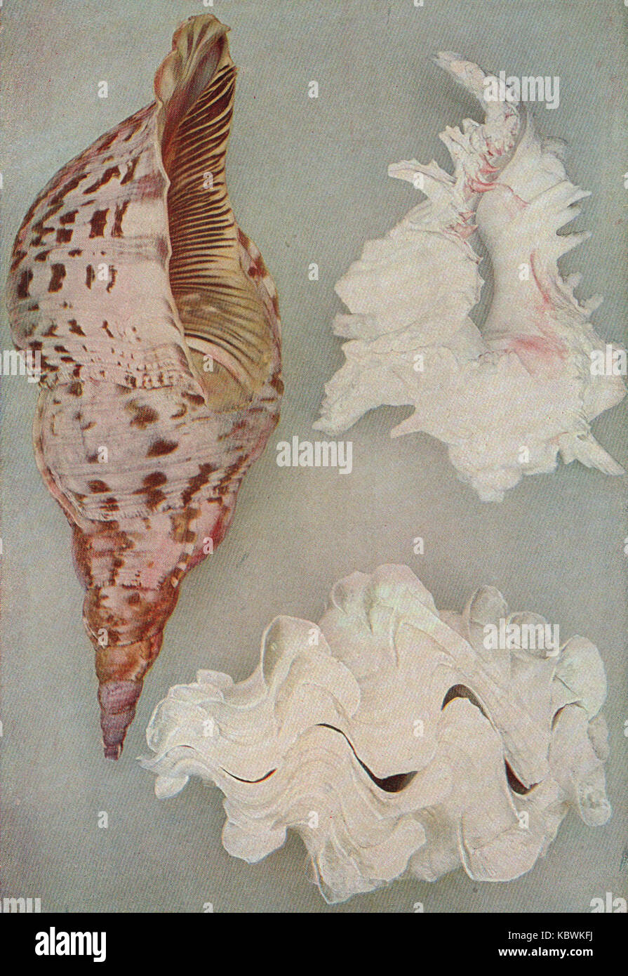 Shells From Indian Ocean Stock Photo - Alamy