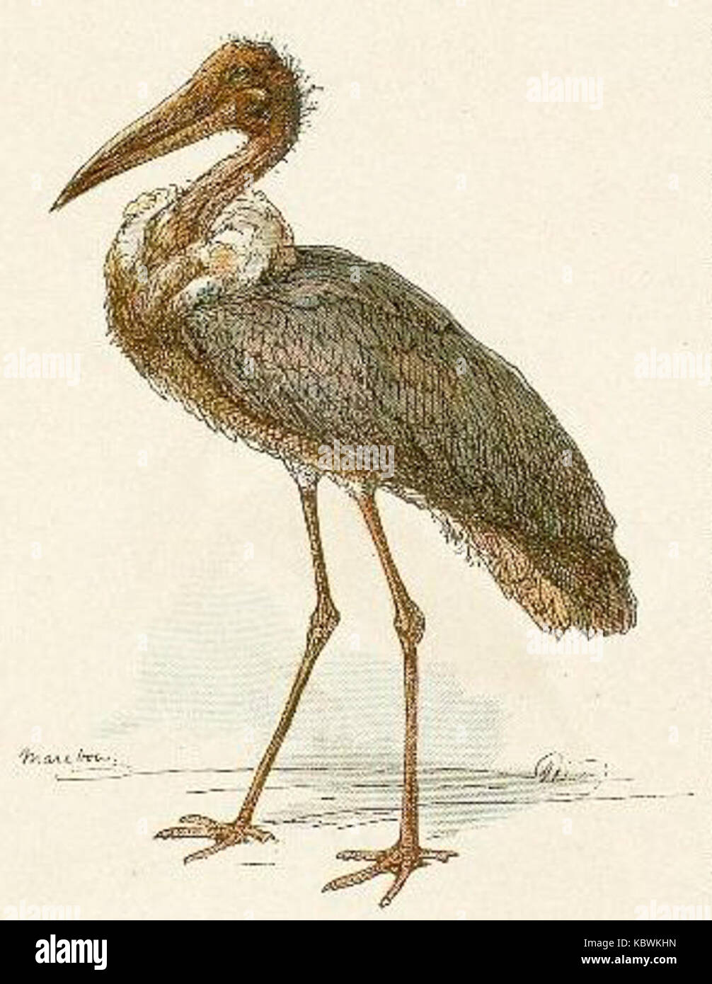 Drawing of the stork hi-res stock photography and images - Alamy