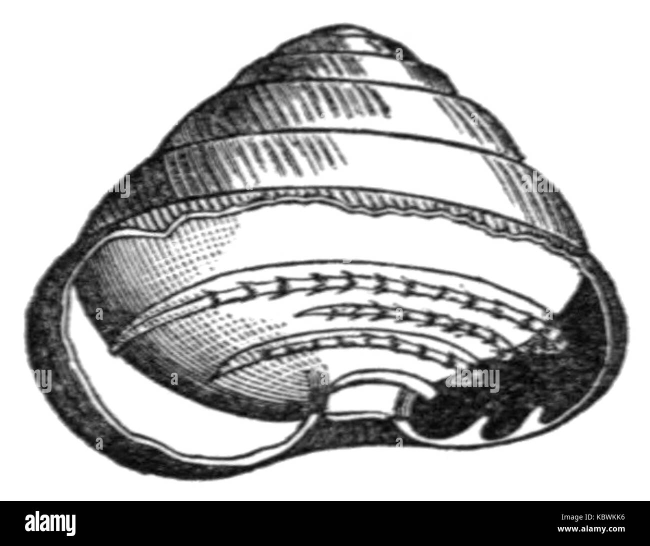 Strobilops labyrinthicus shell 2 Stock Photo - Alamy