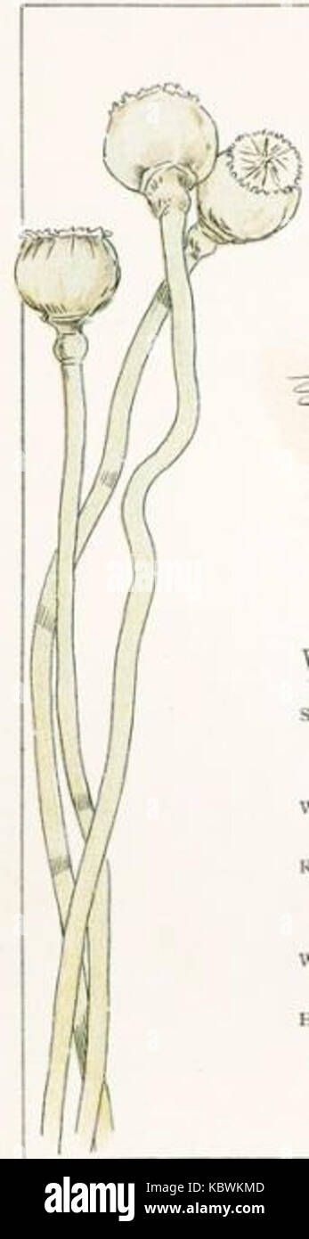 A close-up image of tall flower buds, showcasing their intricate shapes ...