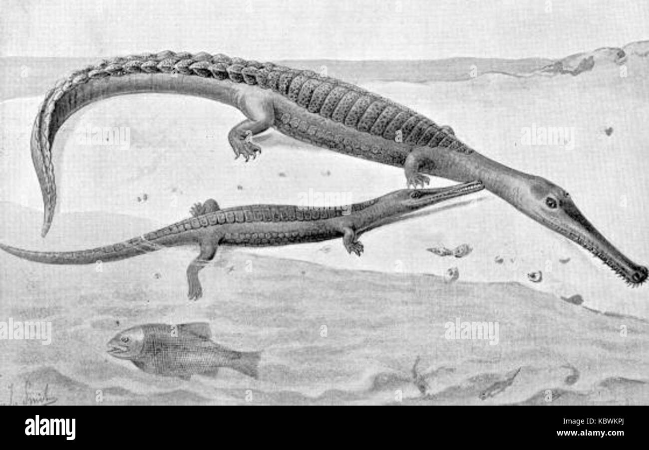 Teleosaurus hi-res stock photography and images - Alamy