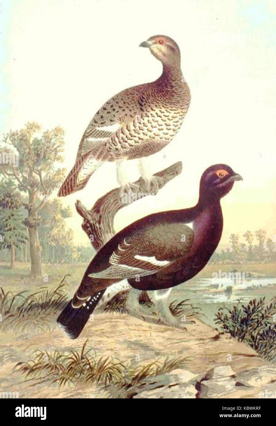 Tetrao tetrix x Tetrao urogallus Stock Photo - Alamy