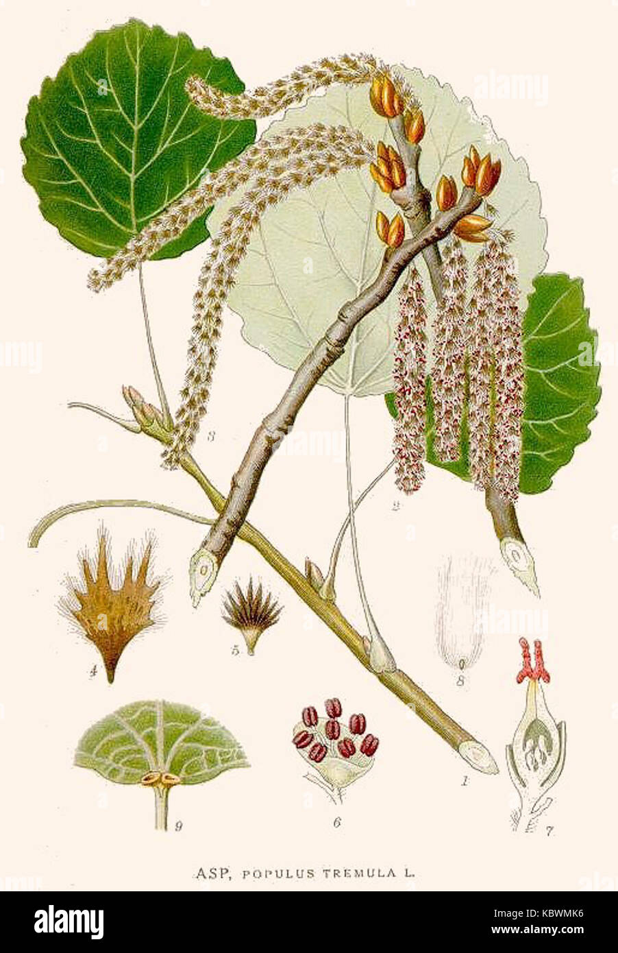 376 Populus tremula Stock Photo - Alamy