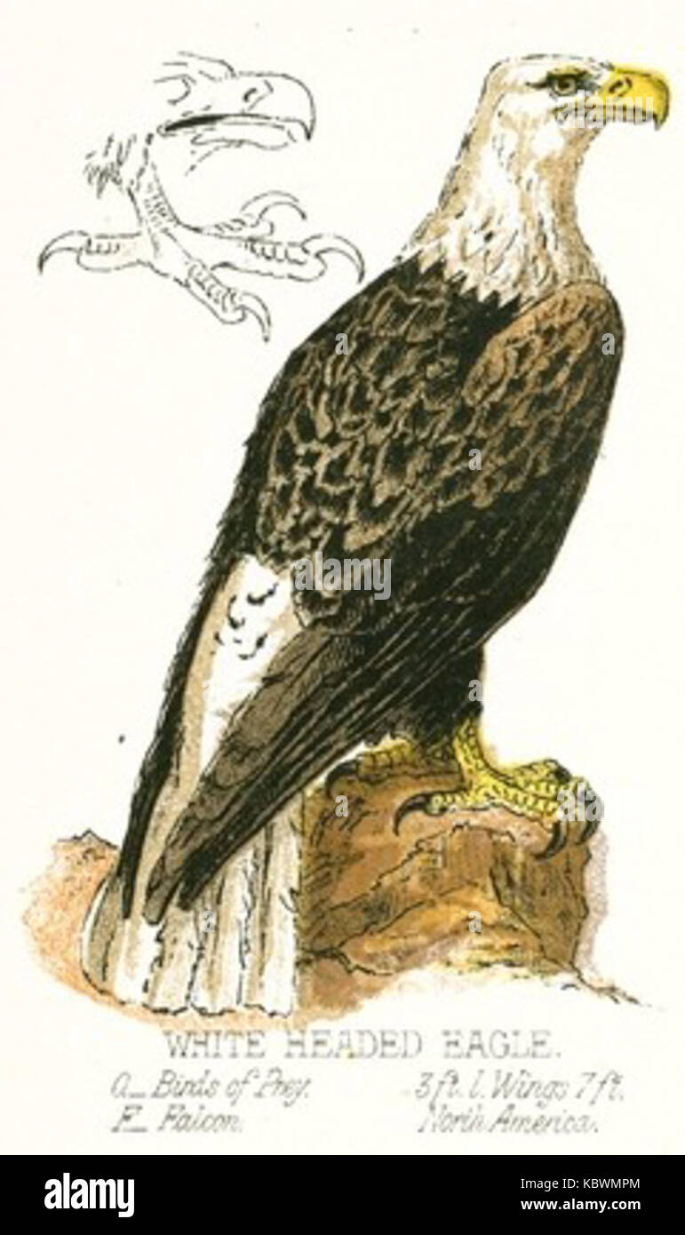 Eagle drawing hi-res stock photography and images - Alamy