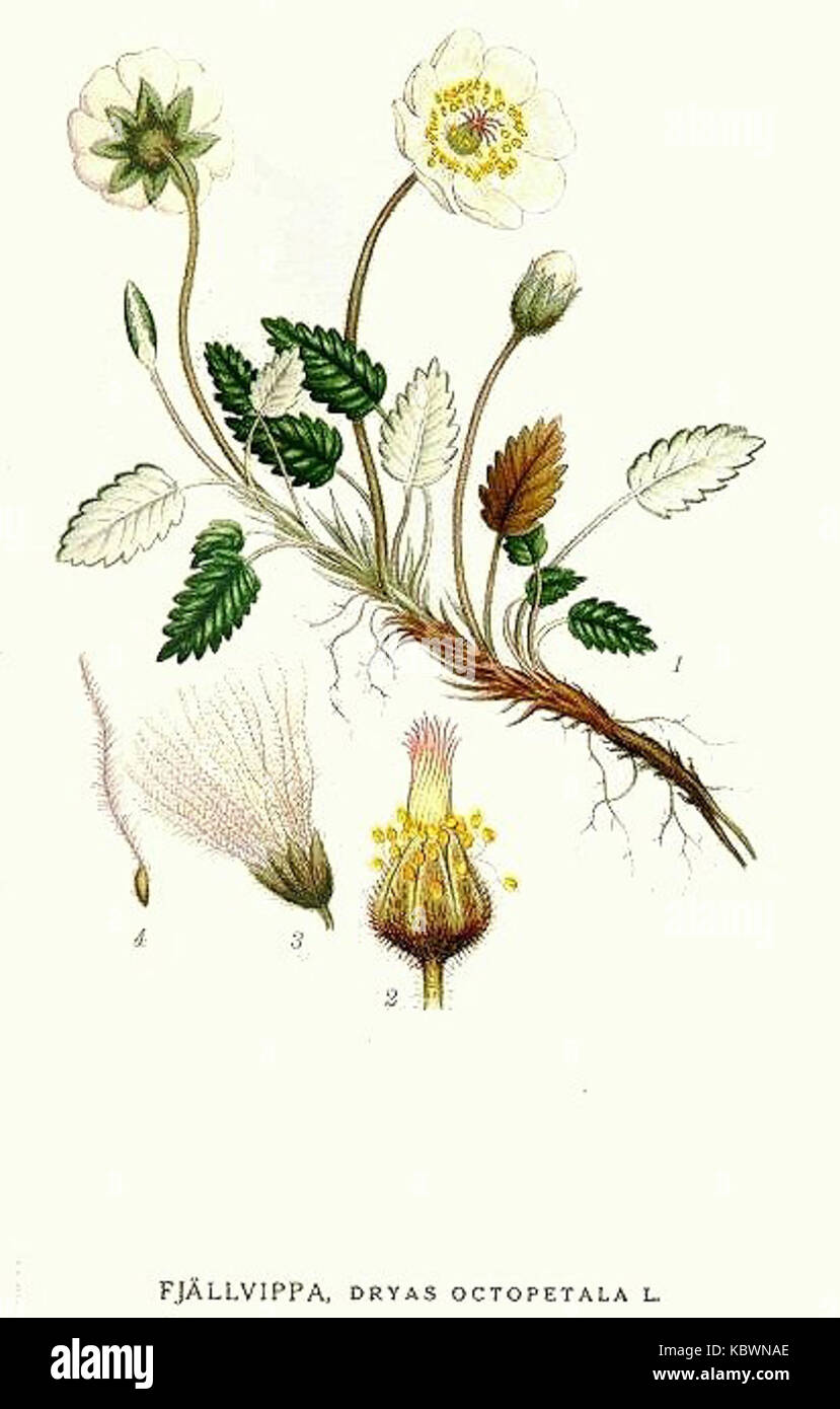 305 Dryas octopetala Stock Photo - Alamy