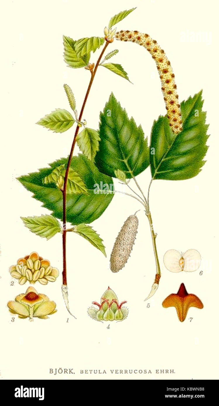 371 Betula verrucosa Stock Photo - Alamy
