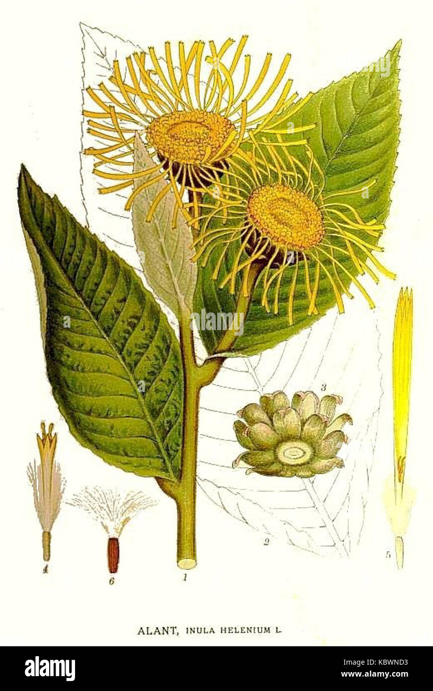 31 Inula helenium Stock Photo - Alamy