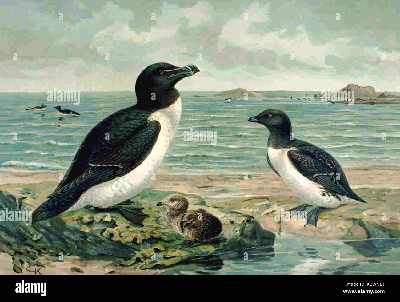 Alca torda Alle allePL Stock Photo - Alamy