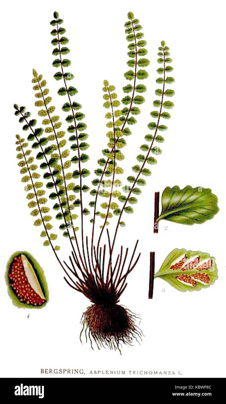 Asplenium trichomanes botanical illustration hi-res stock photography ...