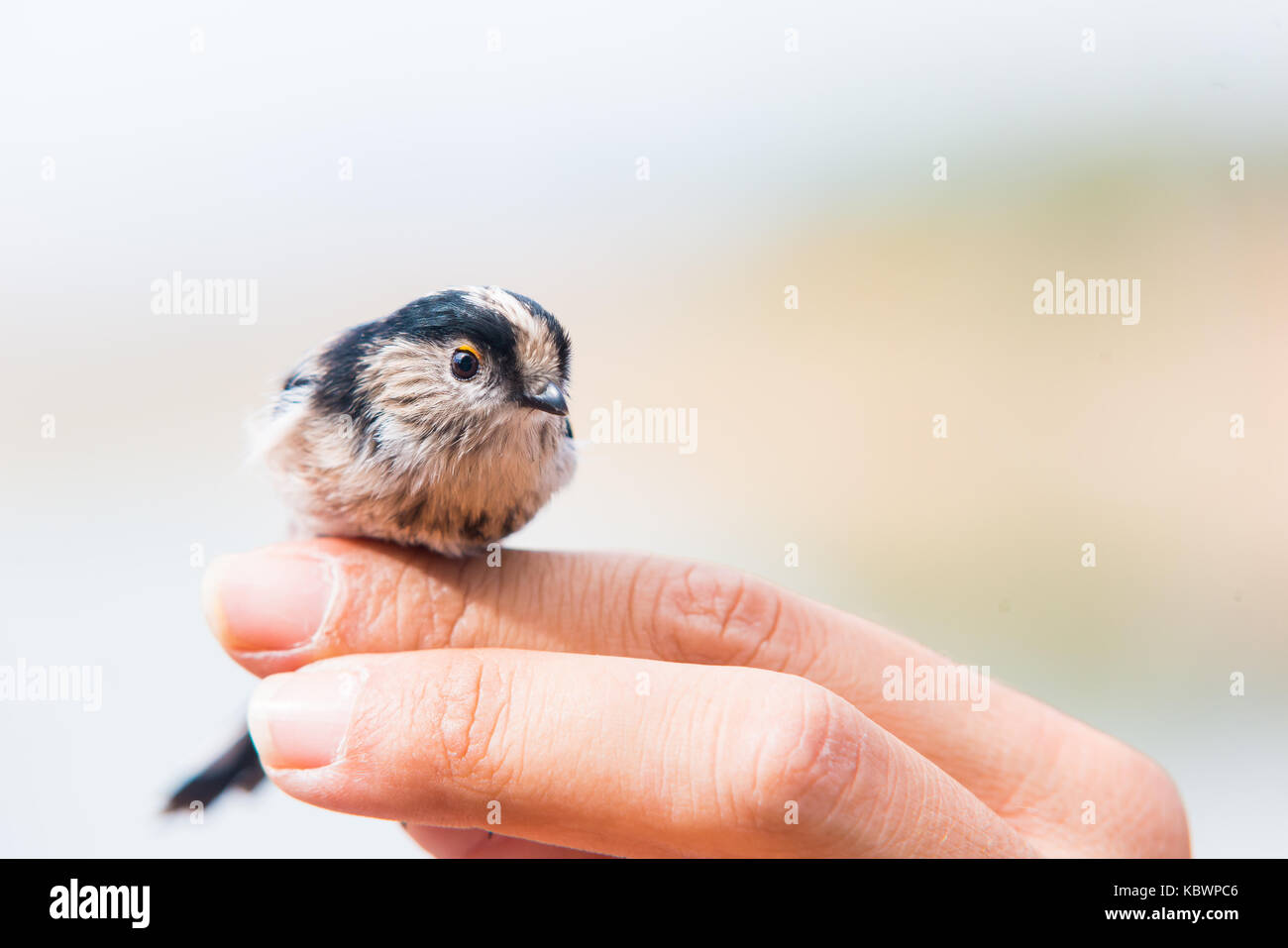 Man teaching bird Mito (Aegithalos caudatus Stock Photo - Alamy