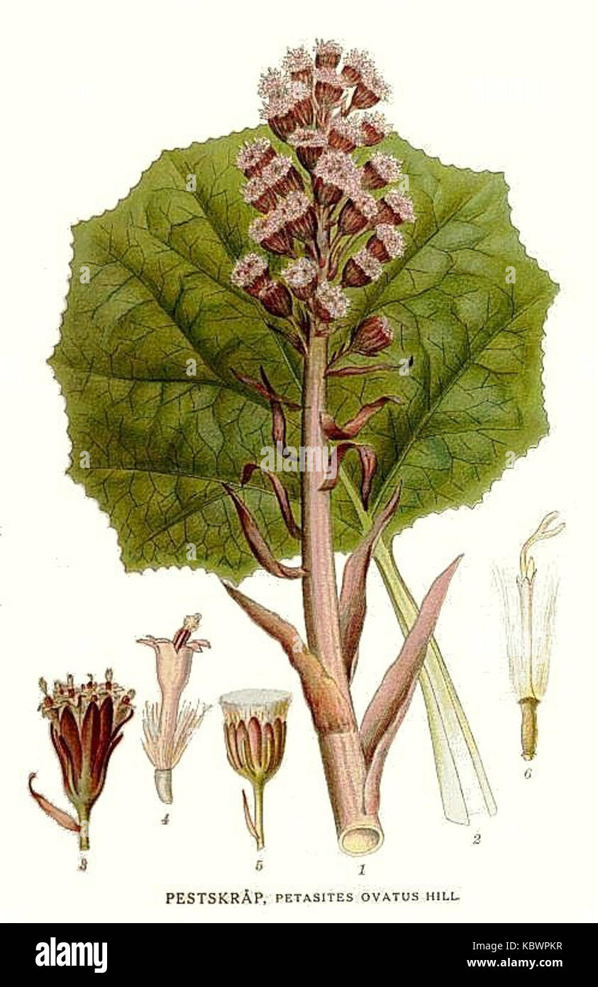 Petasites ovatus hi-res stock photography and images - Alamy