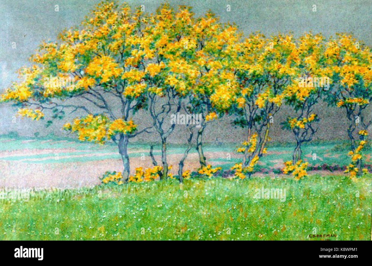 Breman Bomen bij Blaricum Stock Photo - Alamy