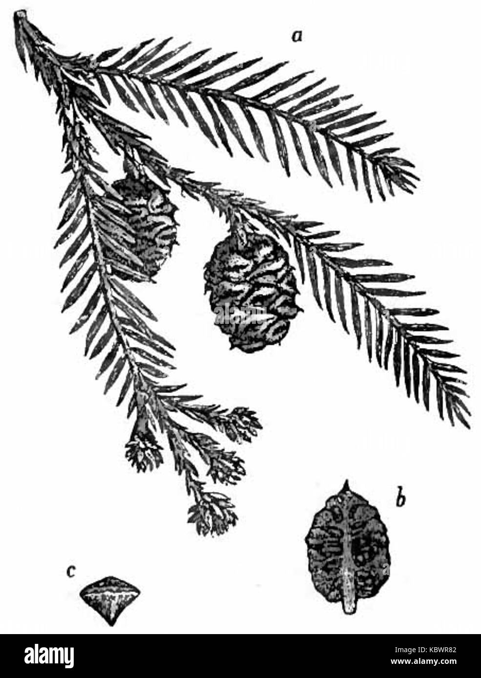 Sequoia illustration Cut Out Stock Images & Pictures - Alamy