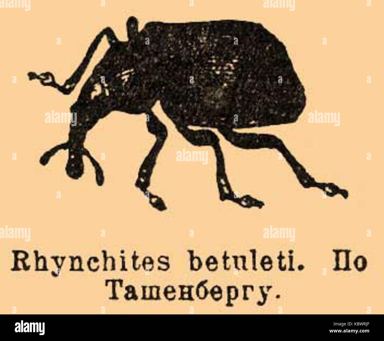 The Brockhaus and Efron Encyclopedic Dictionary is a comprehensive ...