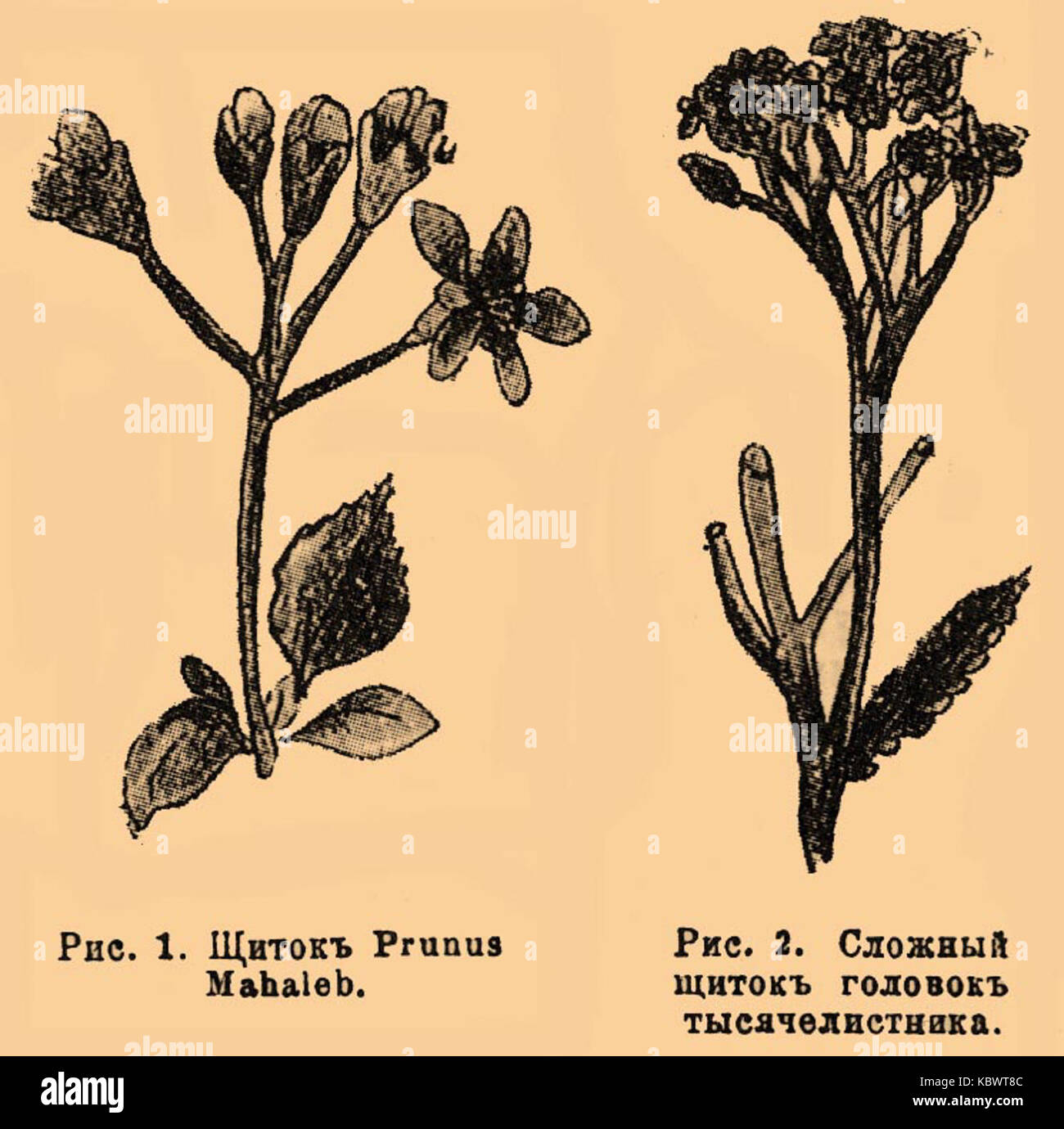 Brockhaus Efron Corymbus Stock Photo - Alamy