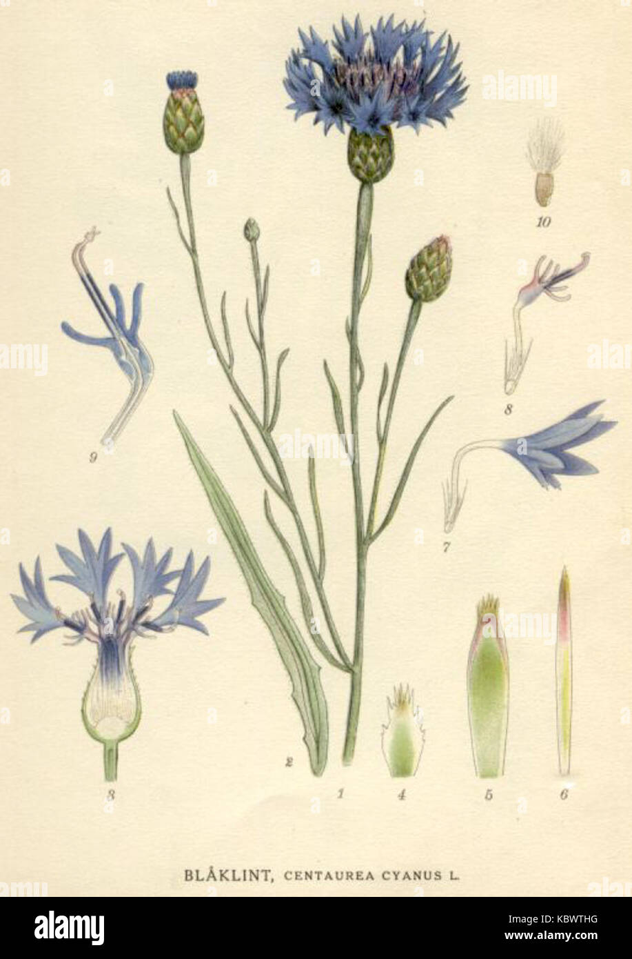 A scientific reference to Centaurea cyanus, commonly known as ...