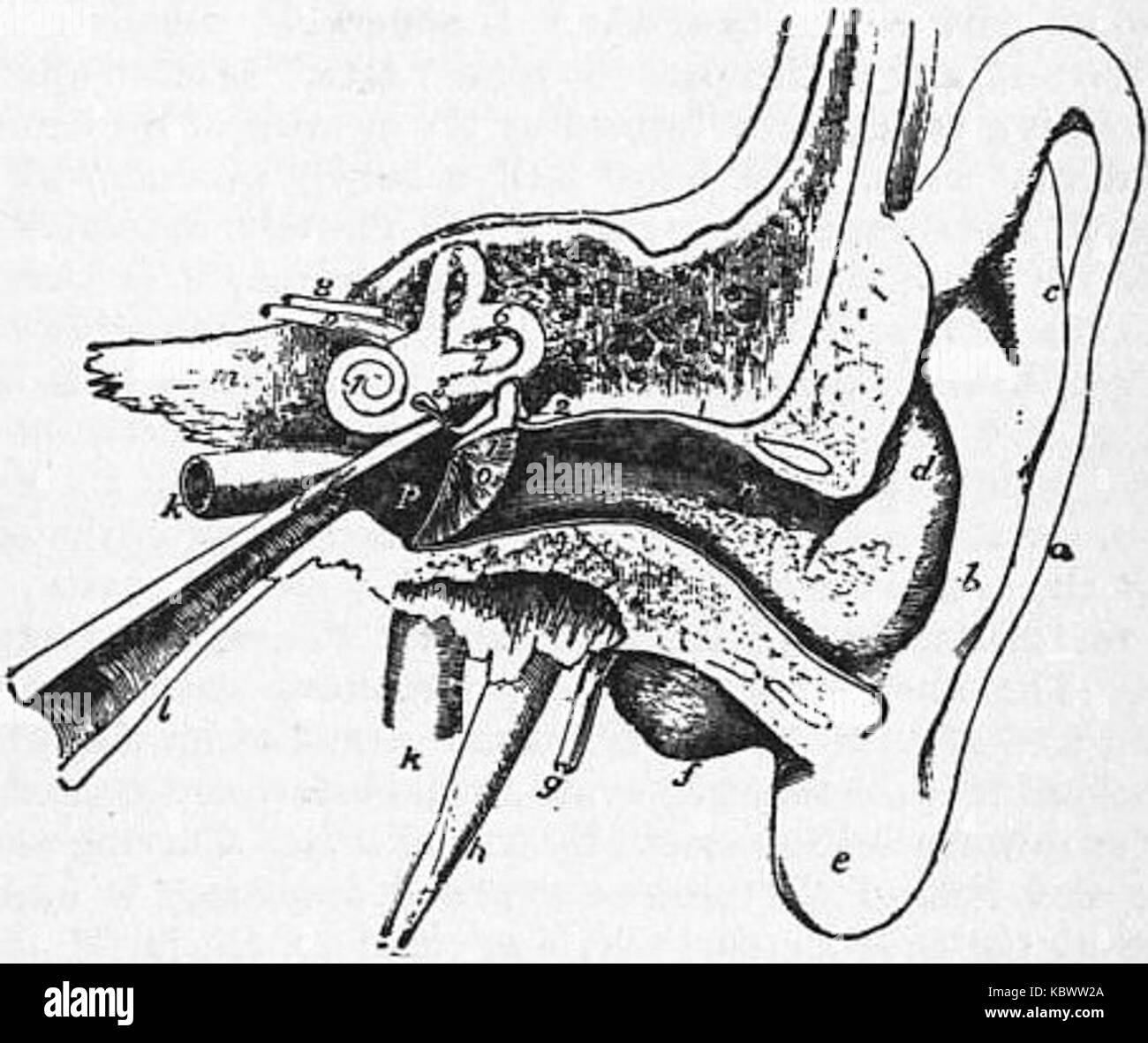 Britannica Ear 1 Stock Photo - Alamy
