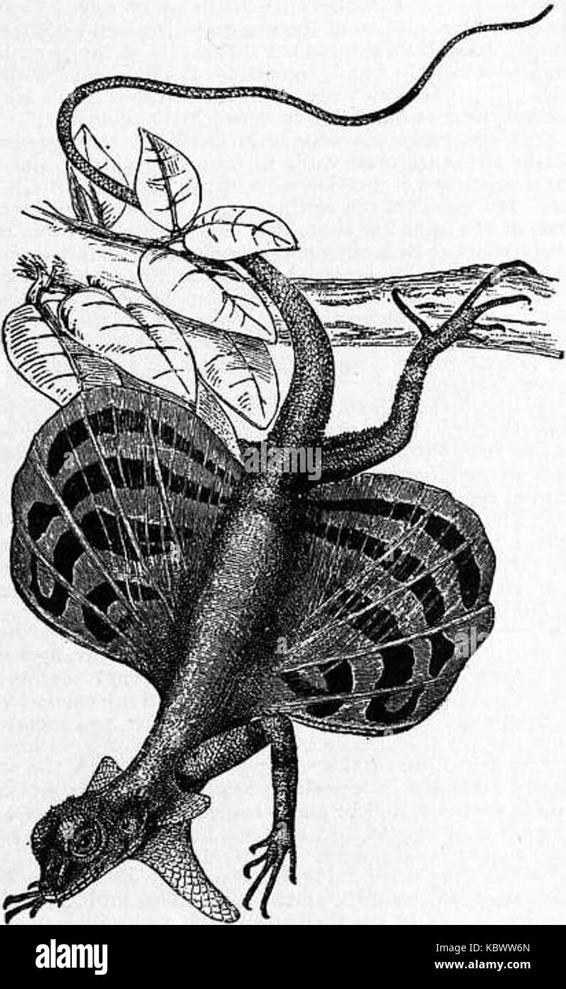 An illustration or reference to the Britannica Dragon, possibly a ...