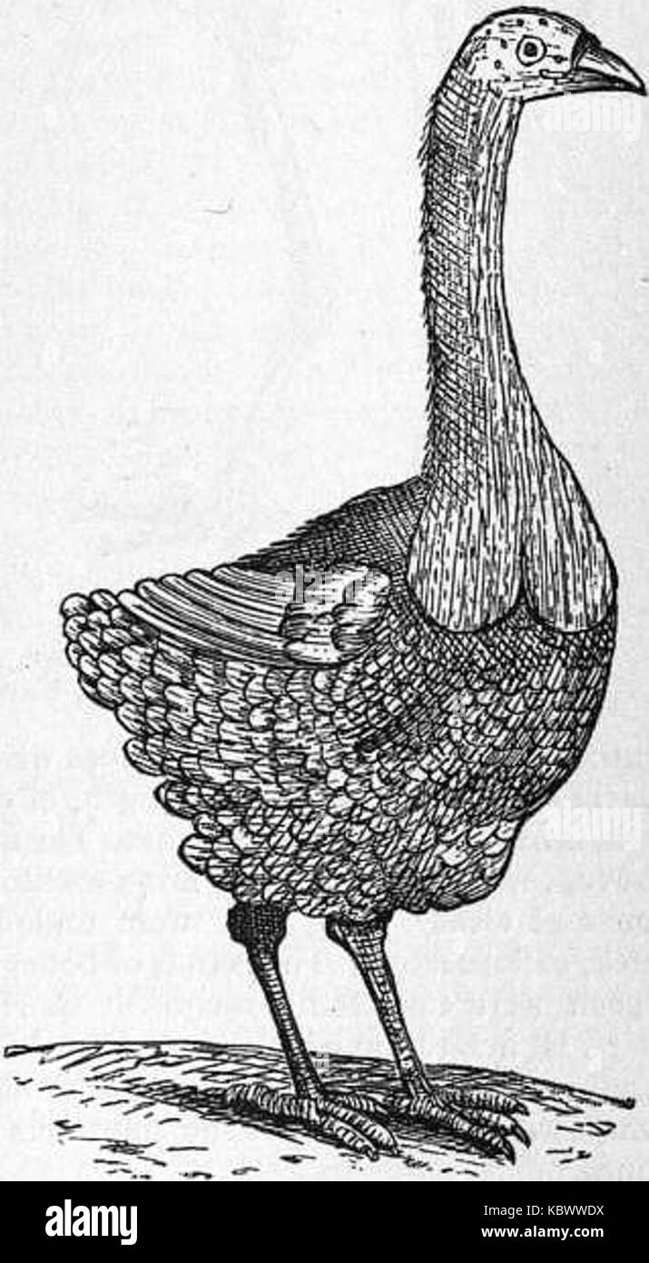 Britannica Dodo 2 Stock Photo - Alamy Britannica Dodo 2 Stock Photo - Alamy