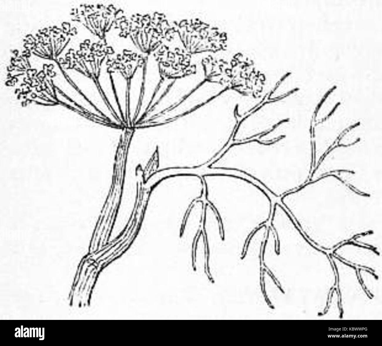 Herbs dill Black and White Stock Photos & Images - Alamy