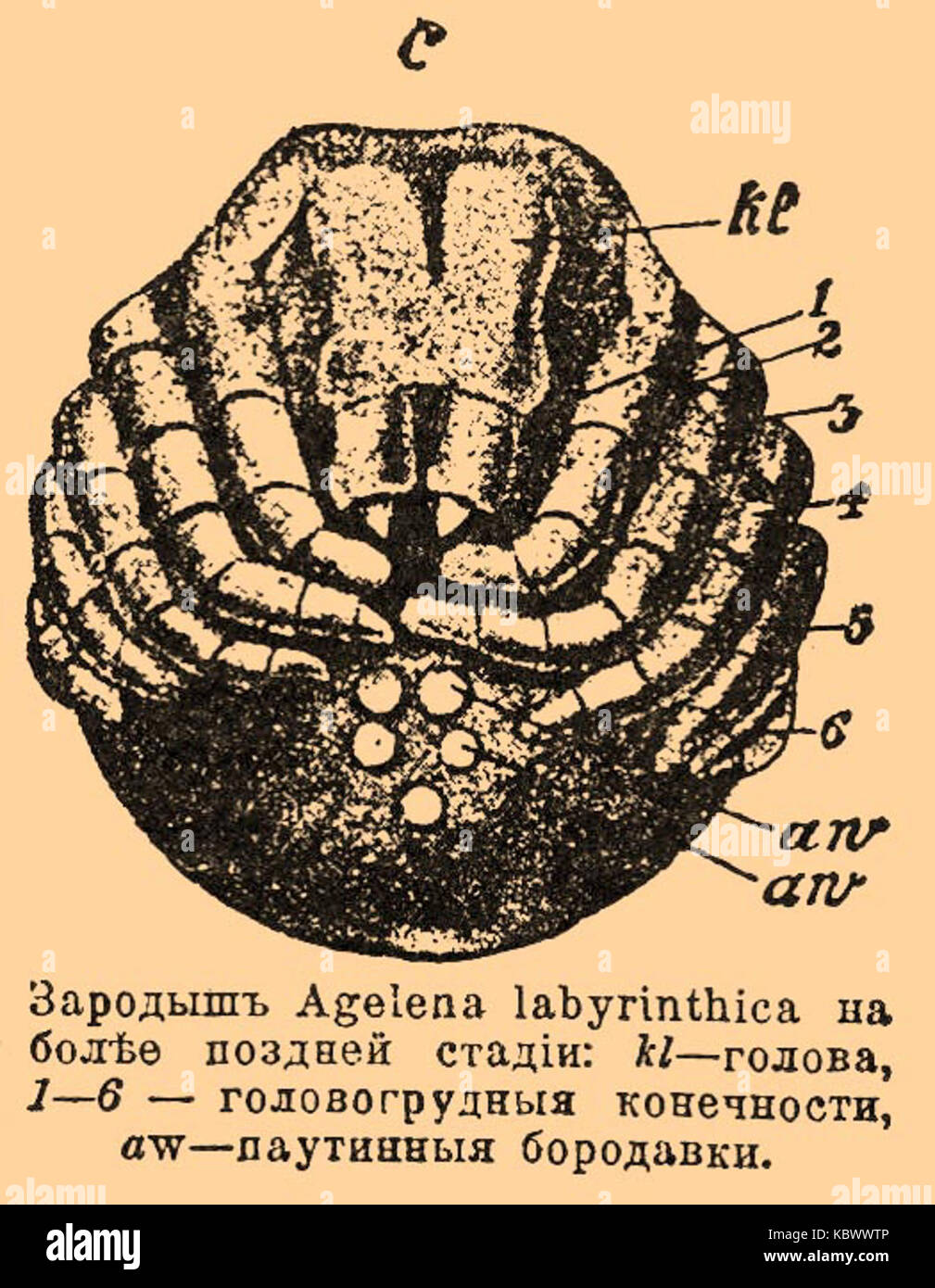 An entry from the Brockhaus and Efron Encyclopedic Dictionary ...