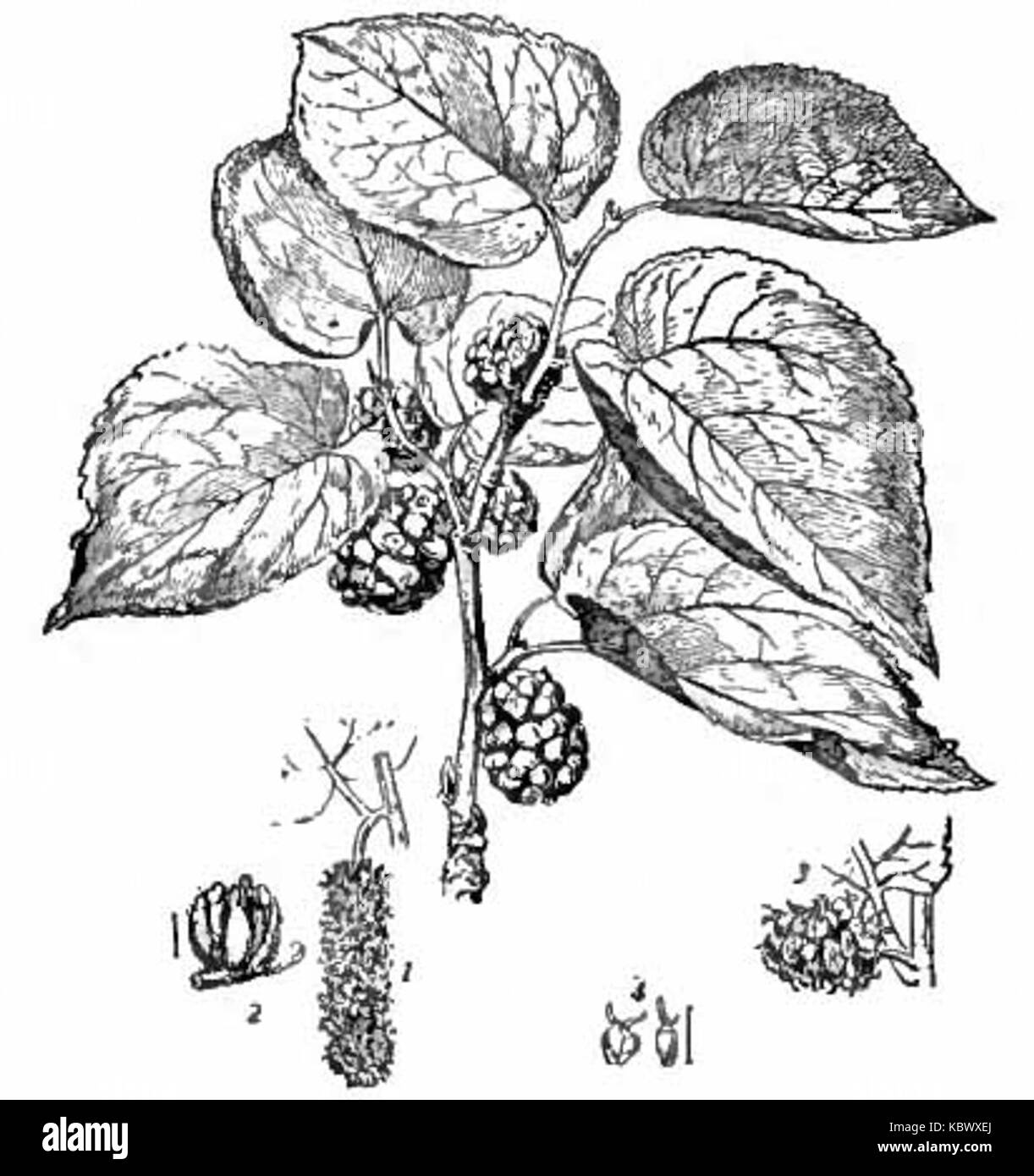 Old mulberry Black and White Stock Photos & Images - Alamy