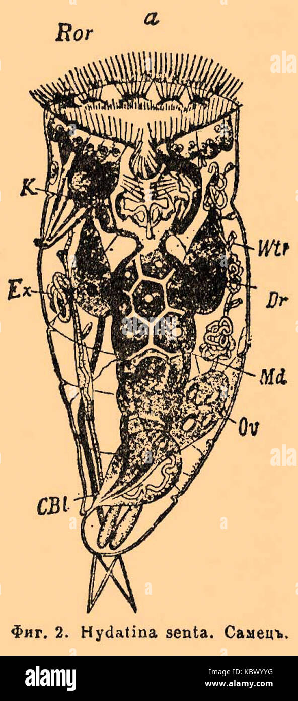 This volume of the Brockhaus and Efron Encyclopedic Dictionary provides ...