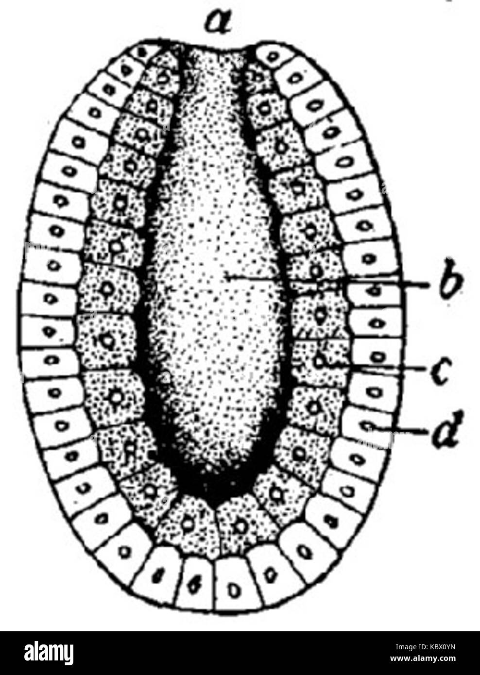 Hydrozoa Cut Out Stock Images & Pictures - Alamy