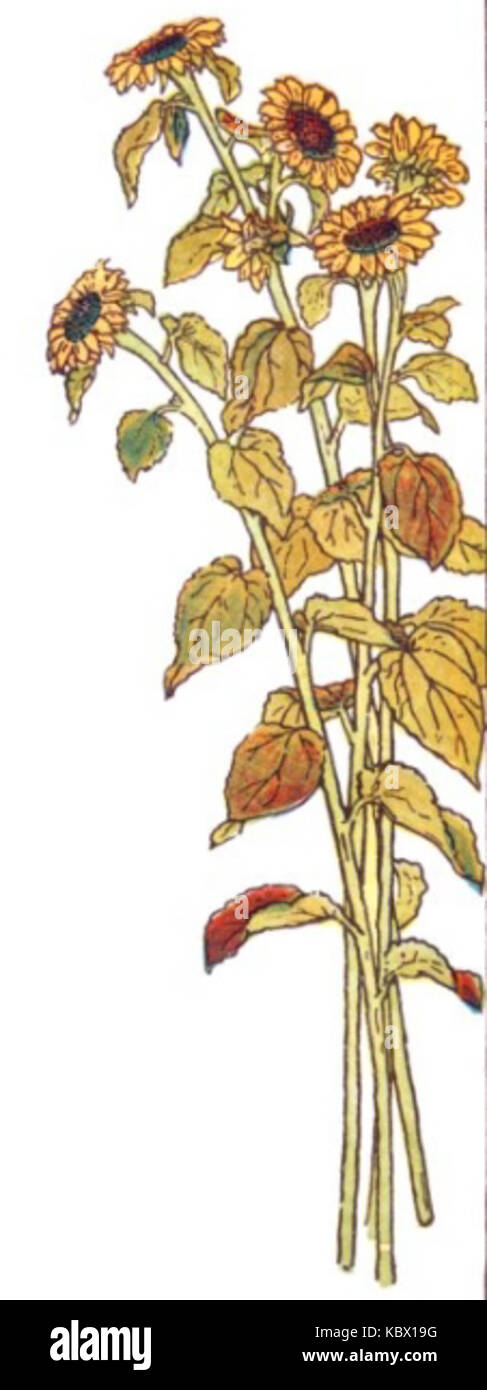 Sunflower drawing hi-res stock photography and images - Alamy