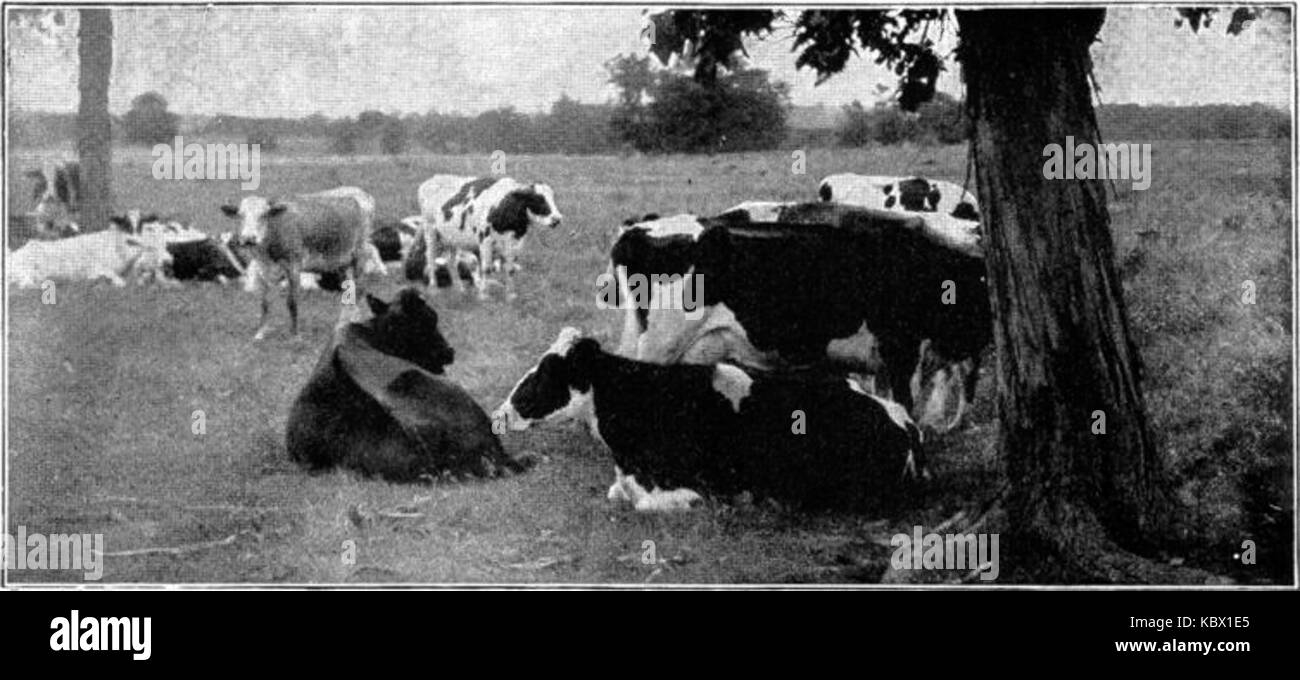 Book dairy Black and White Stock Photos & Images - Alamy