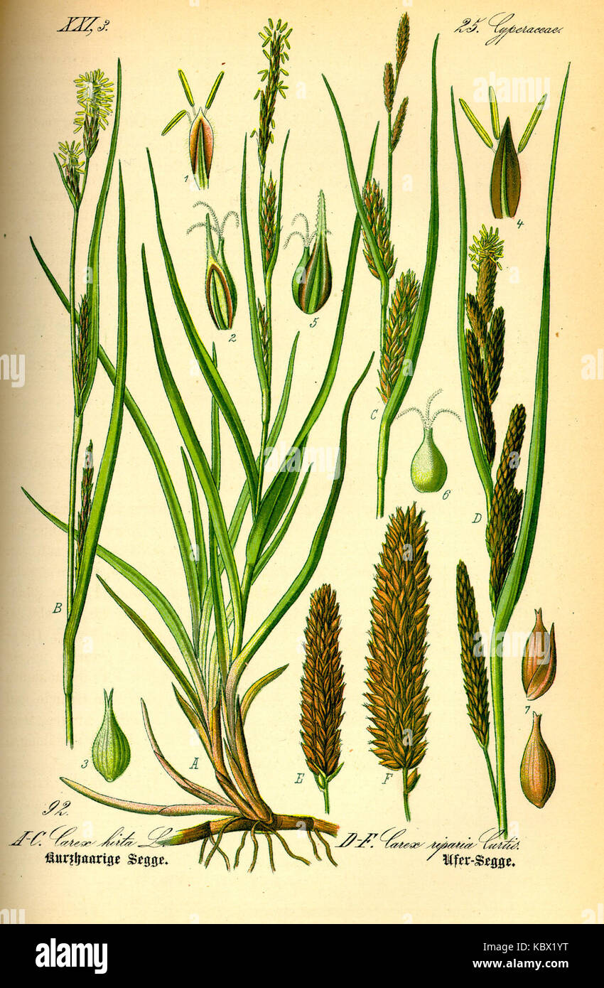 An illustration of Carex riparia, commonly known as the riverbank sedge ...