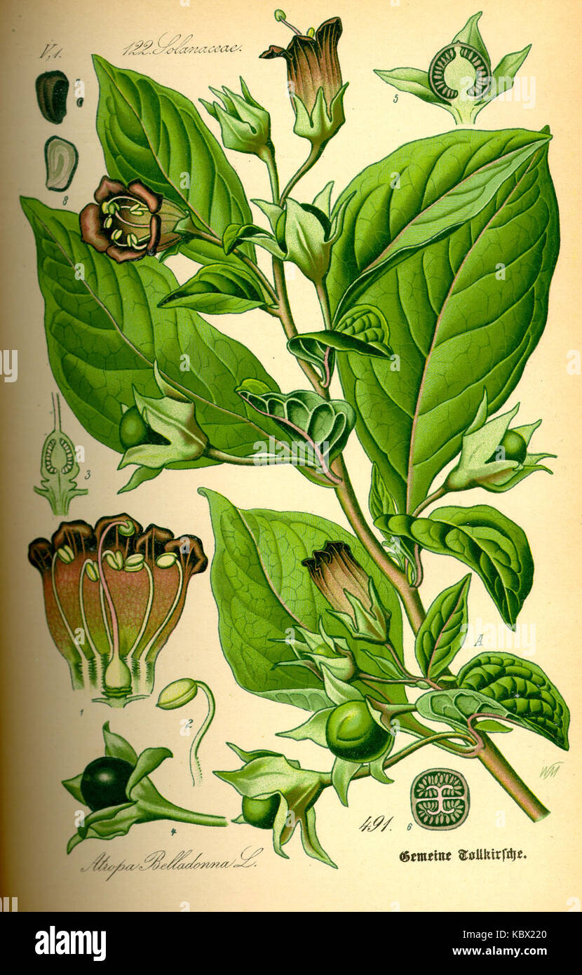 Illustration Atropa bella donna0 Stock Photo - Alamy