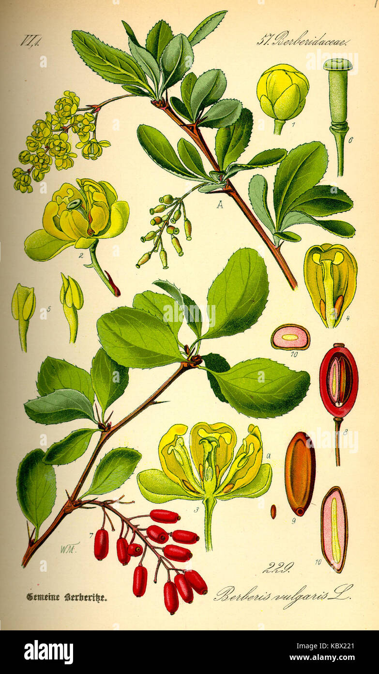 Illustration Berberis vulgaris0 Stock Photo - Alamy