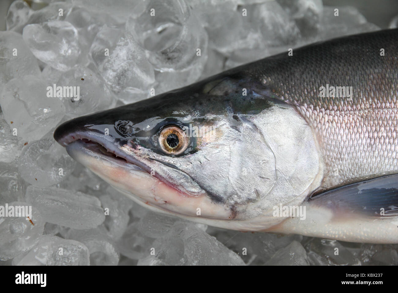 Kokanee Salmon placed in ice after fishing at Blue Mesa Reservoir ...