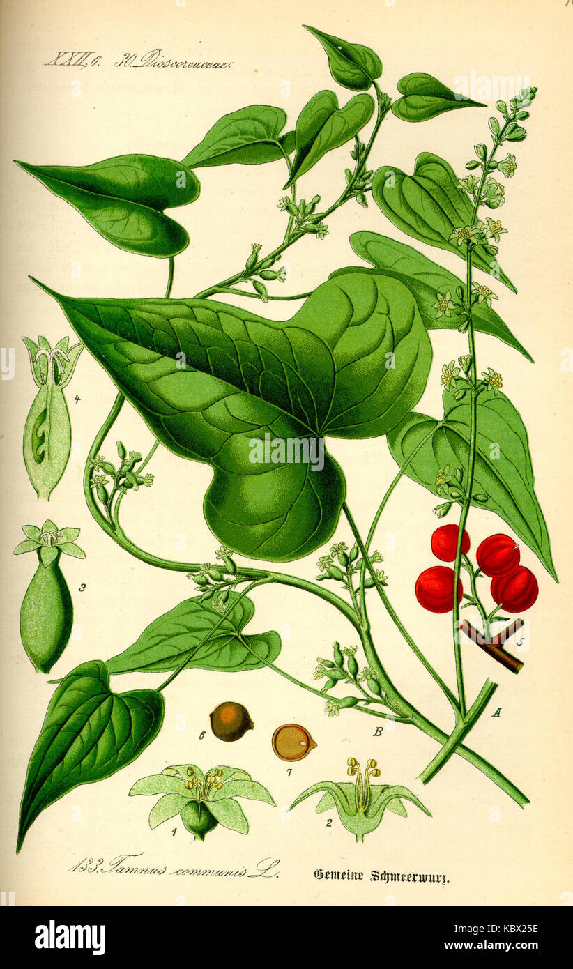 Illustration Tamus communis0 Stock Photo - Alamy