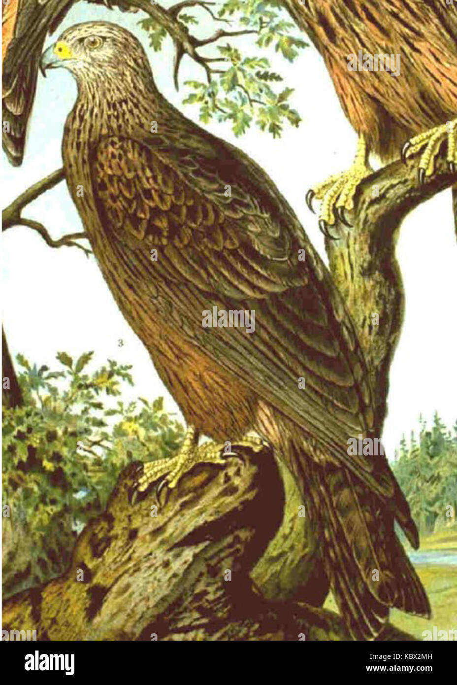 Kania czarna Milvus migrans Stock Photo - Alamy