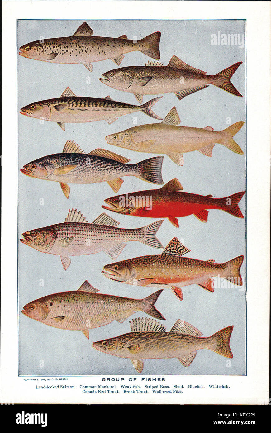 An illustration from 'The Zoology of the Voyage of H.M.S. Beagle ...