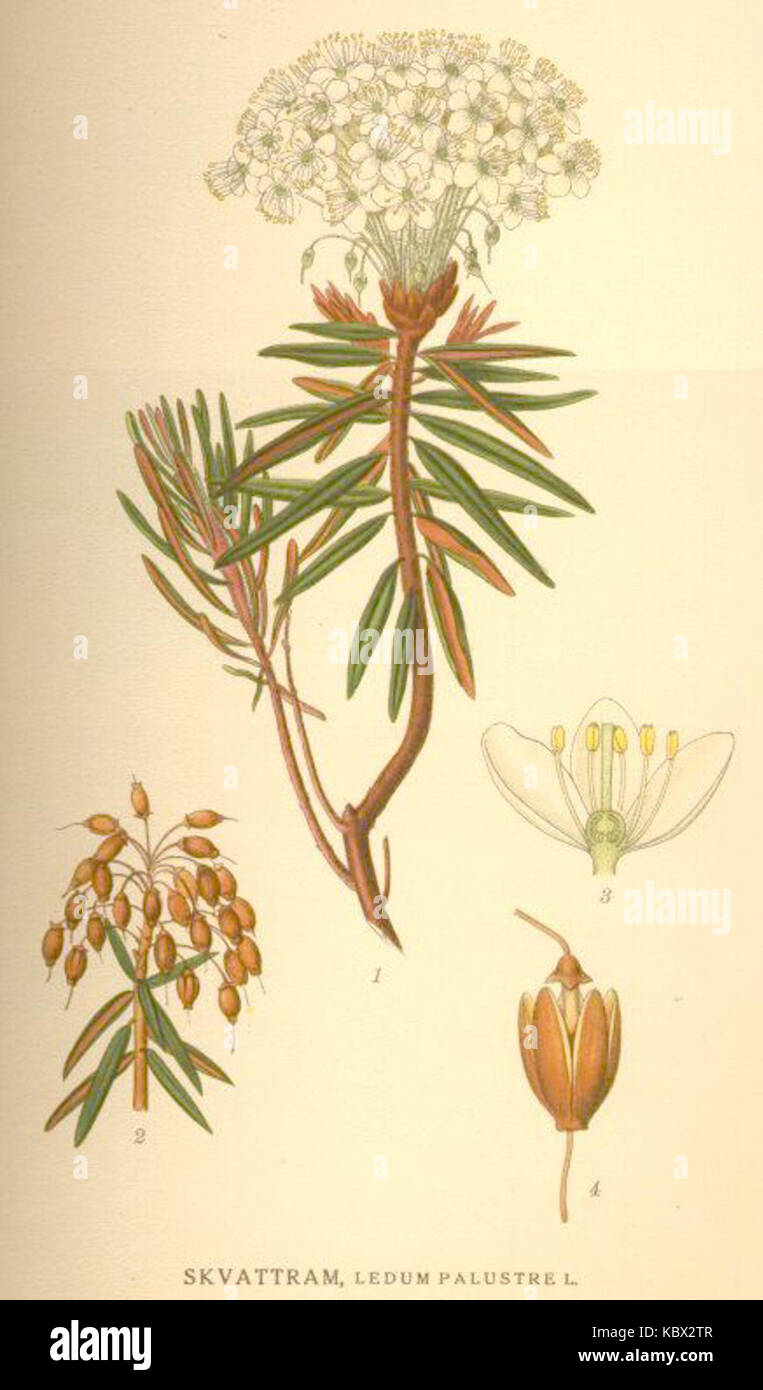 Ledum palustre nf Stock Photo - Alamy