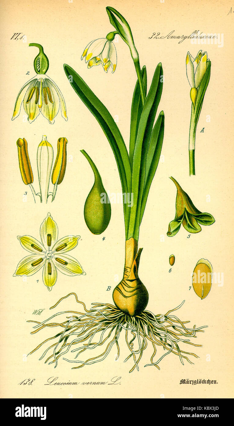 Snowdrop flower illustration hi-res stock photography and images - Alamy