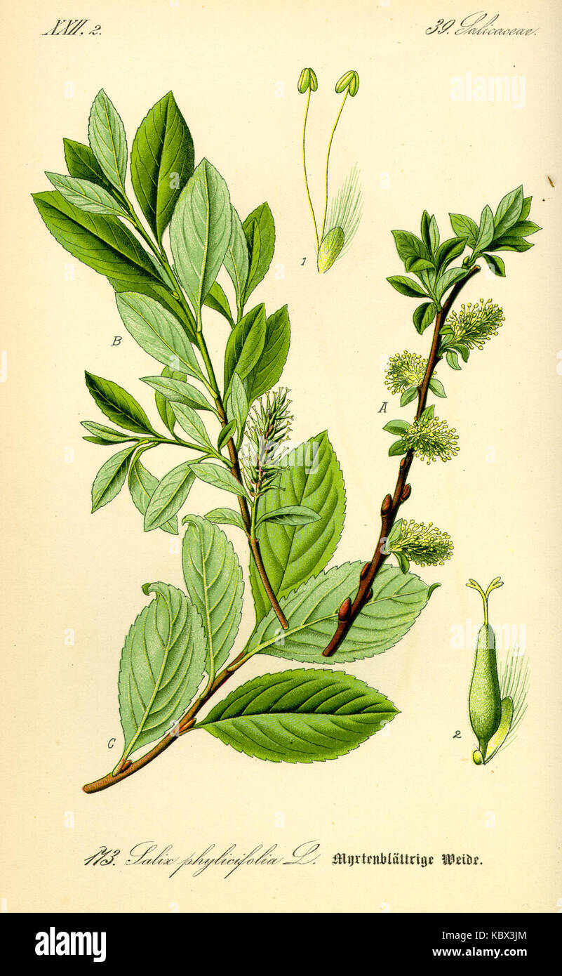 Illustration Salix bicolor0 Stock Photo - Alamy