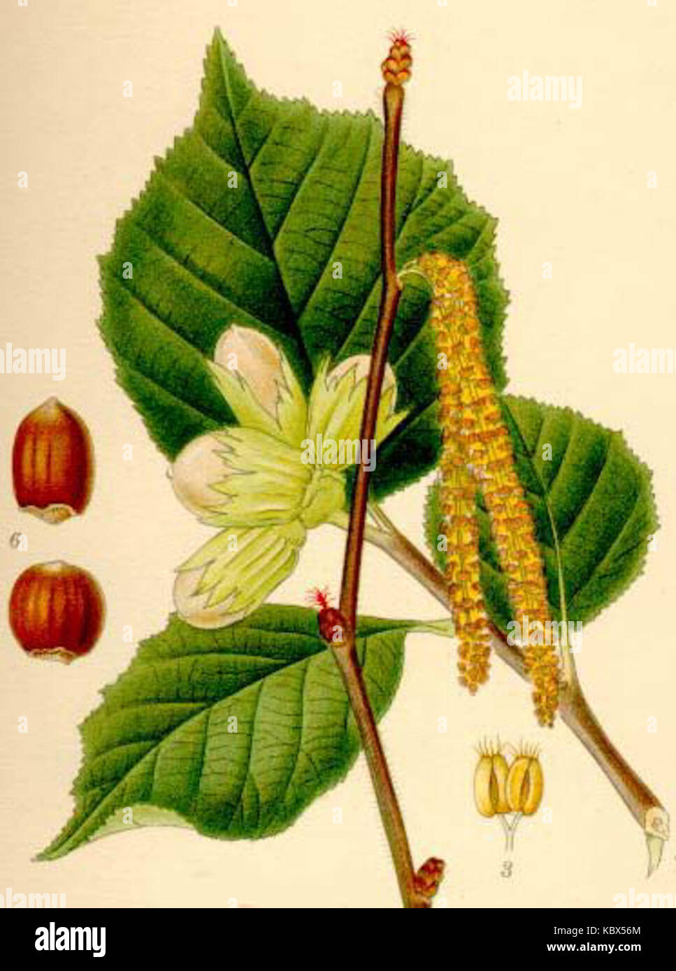 Morphology of hazelnuts hi-res stock photography and images - Alamy