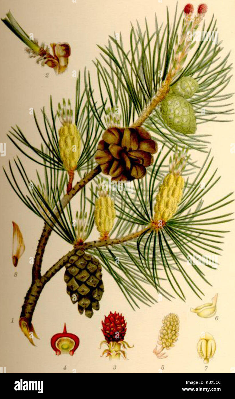 Scots pine specimen pinus sylvestris hi-res stock photography and ...