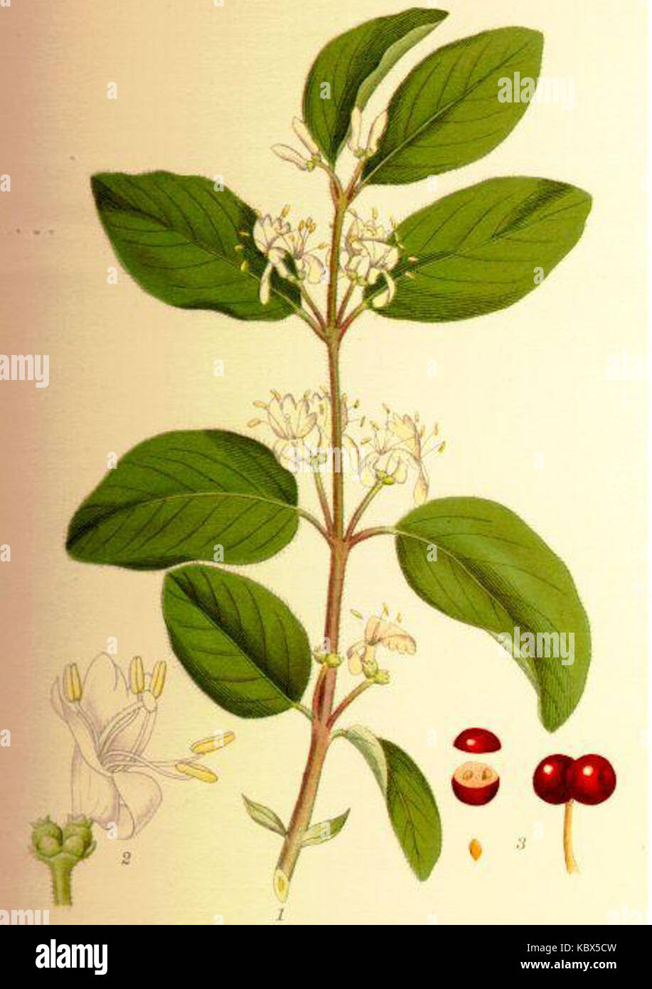 Lonicera xylosteum skogstry Stock Photo - Alamy