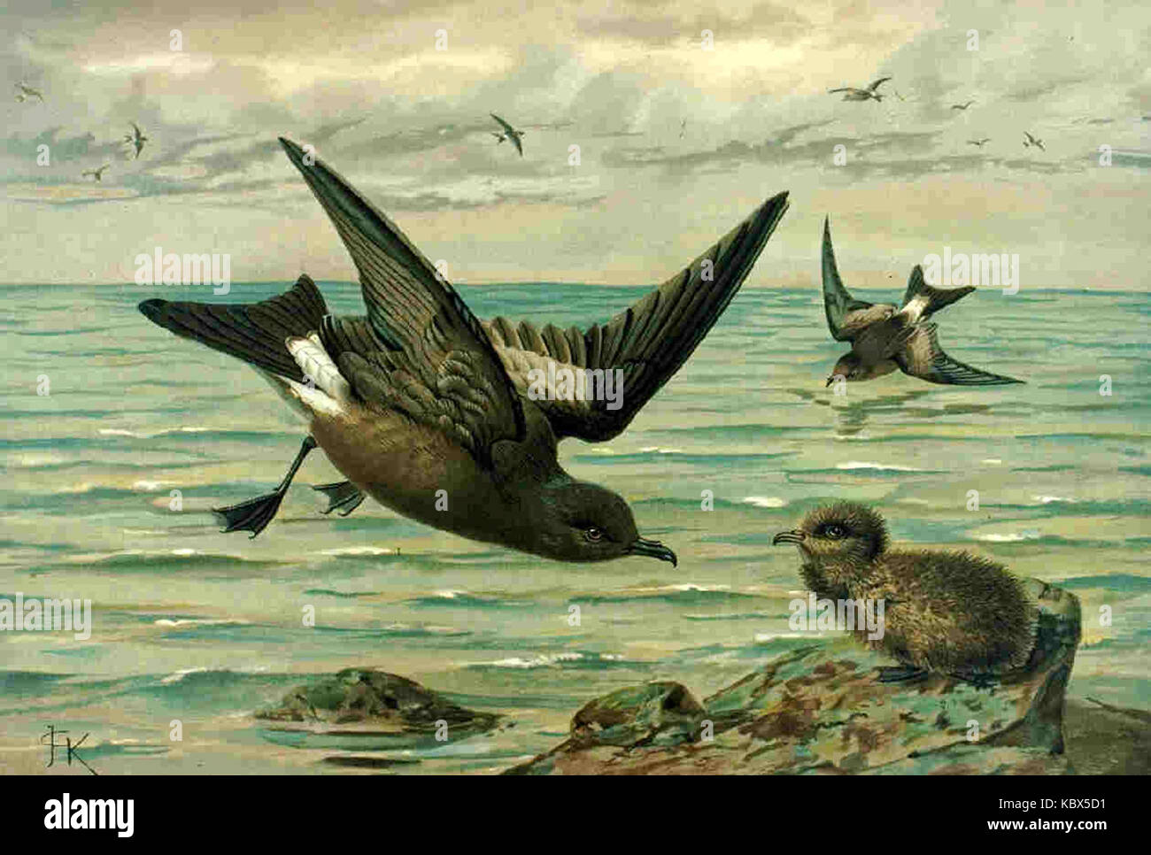 Oceanodroma leucorhoea (Naumann Stock Photo - Alamy