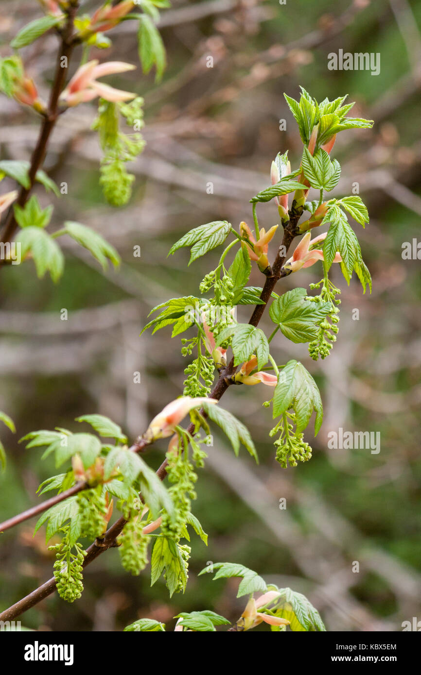 Sycamore tree hi-res stock photography and images - Alamy