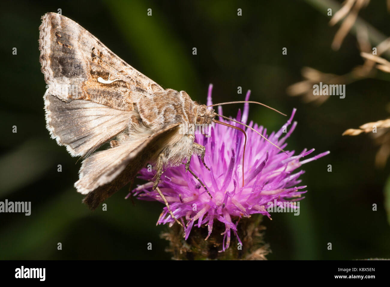 Silver y moth hi-res stock photography and images - Alamy