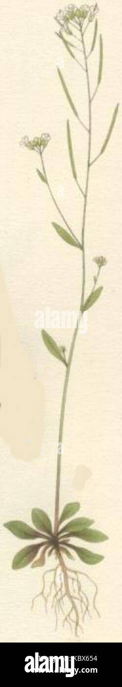 Arabidopsis Thaliana Stock Photos & Arabidopsis Thaliana Stock Images ...